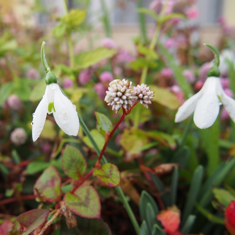 年末年始の注文等のご案内 | ふかつ動物病院